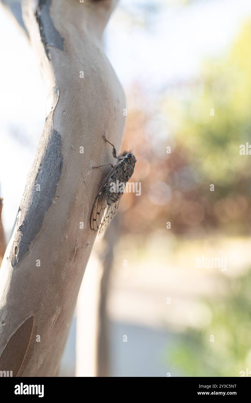 Insect macro closeup hi-res stock photography and images - Alamy