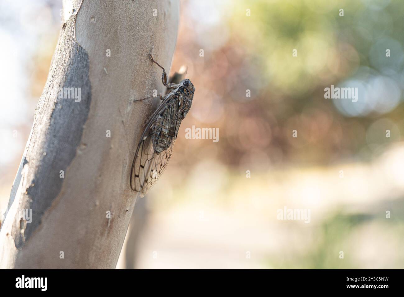 Closeup of a cicada Stock Photo - Alamy