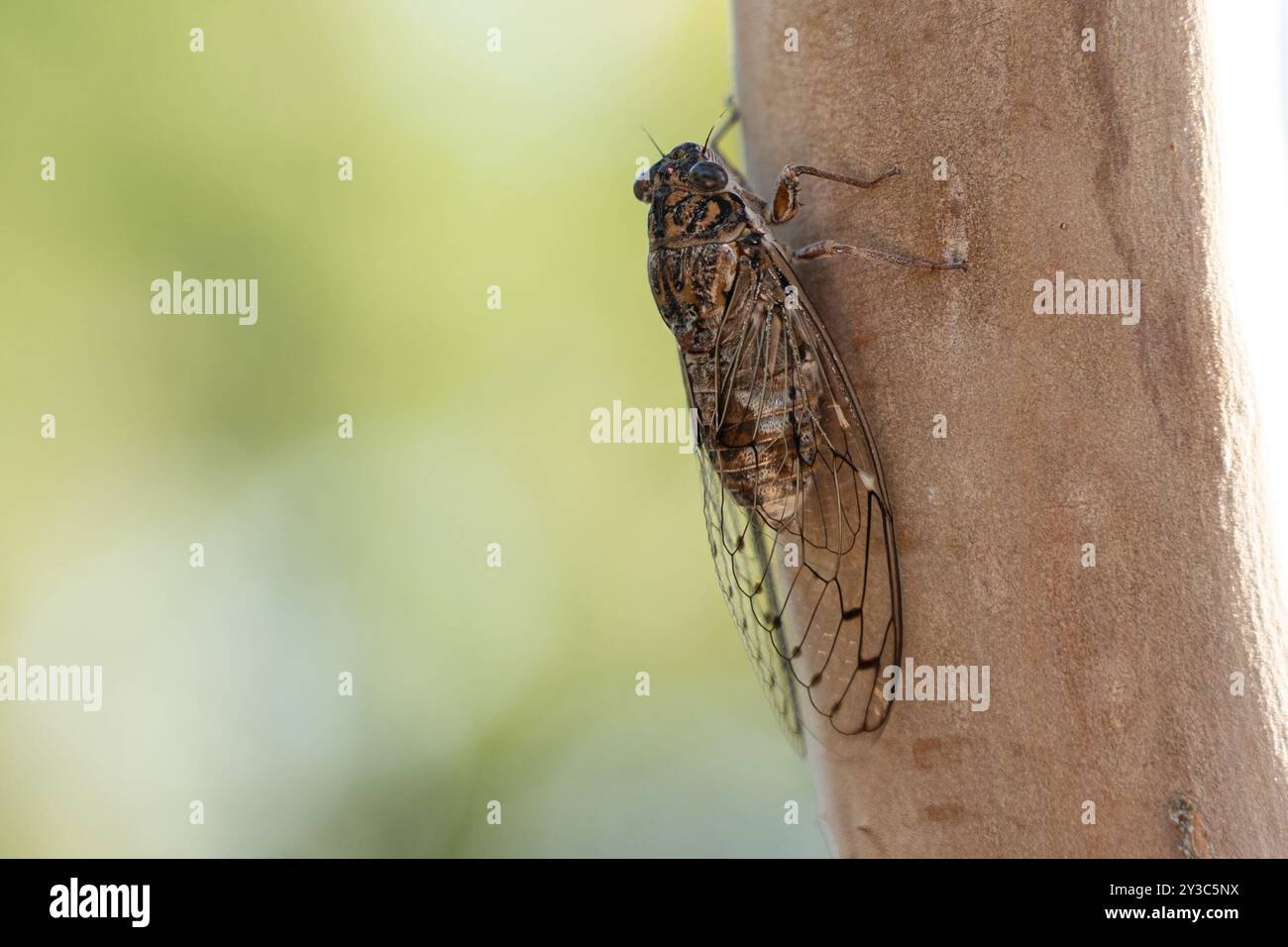 Closeup of a cicada Stock Photo - Alamy