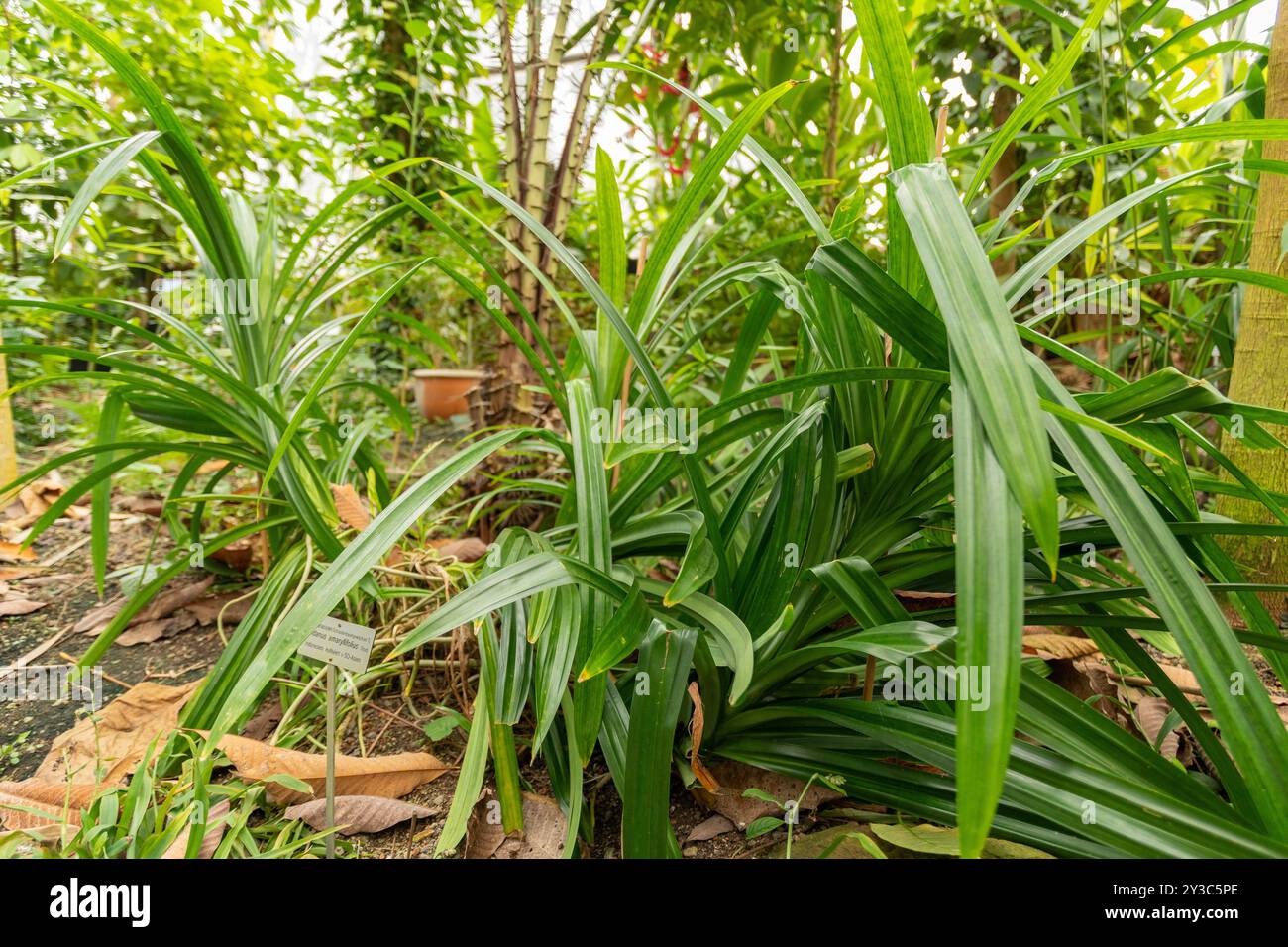 Zurich, Switzerland, March 9, 2024 Pandanus Amaryllifolius plant at the ...