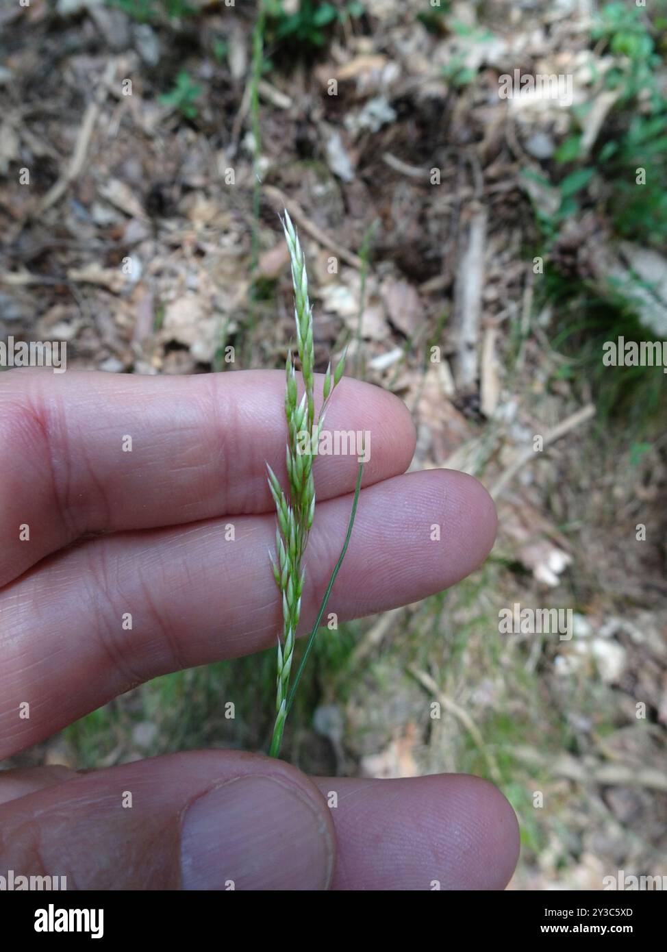 wavy hair-grass (Avenella flexuosa) Plantae Stock Photo - Alamy