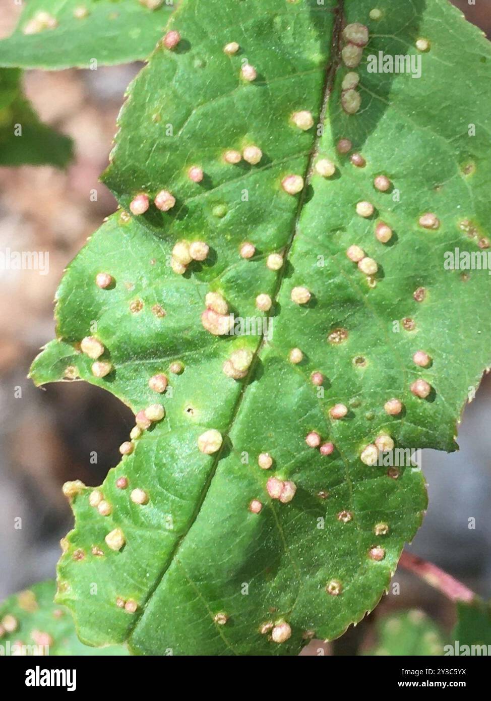 Plum Finger Gall Mite (Eriophyes emarginatae) Arachnida Stock Photo - Alamy