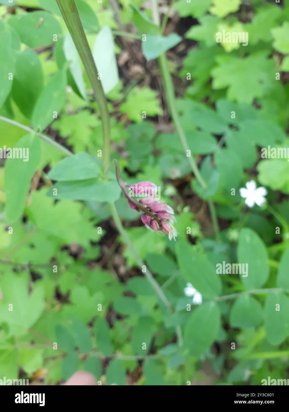 Pisiform grass-pea (Lathyrus pisiformis) Plantae Stock Photo - Alamy