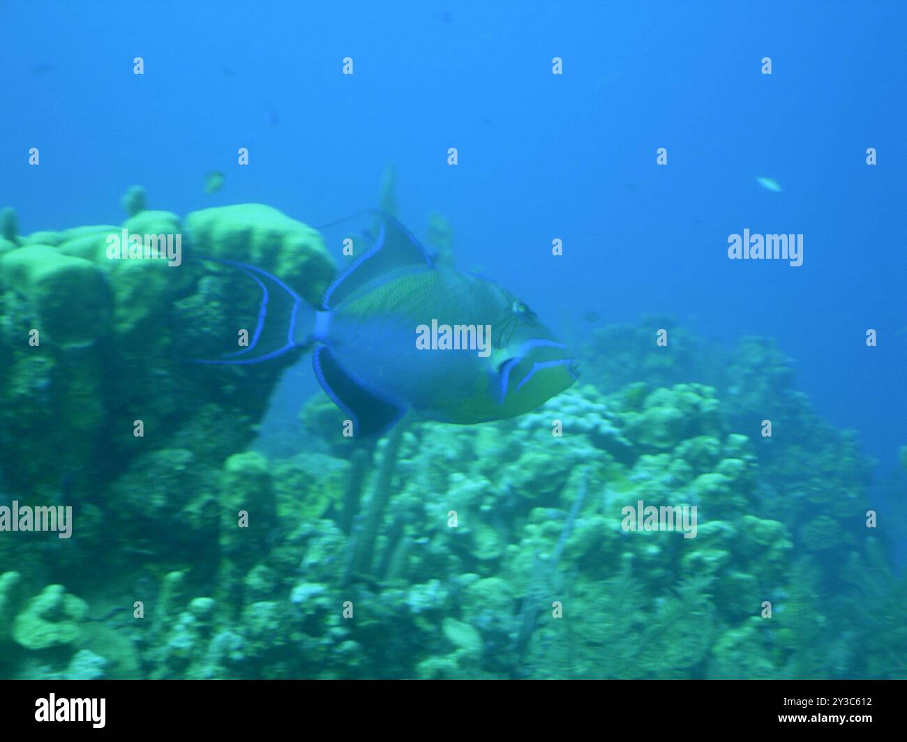 Queen Triggerfish (Balistes vetula) Actinopterygii Stock Photo - Alamy