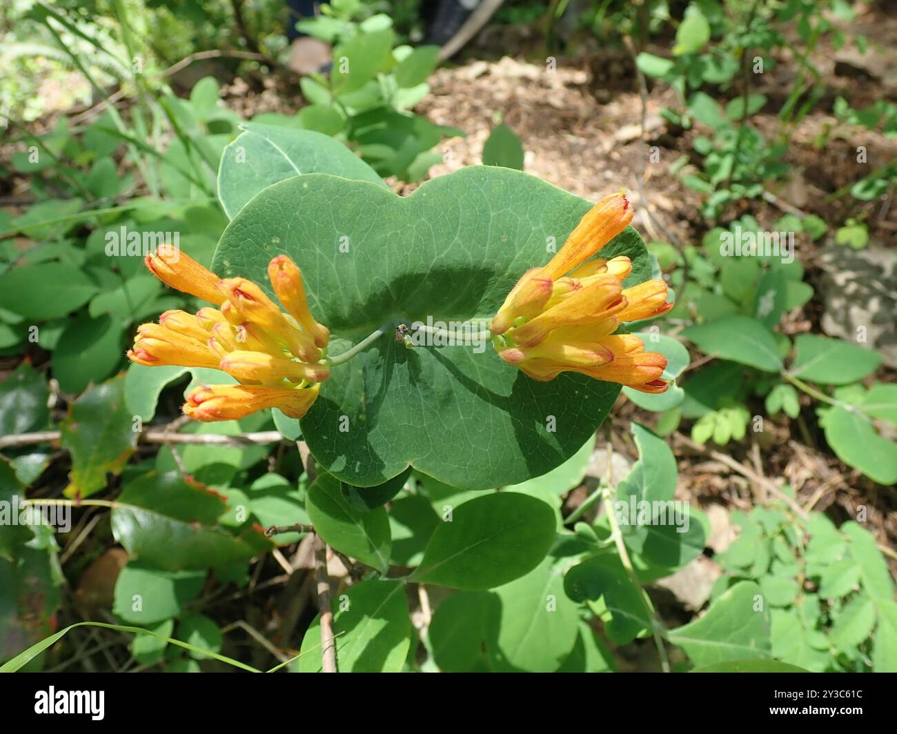 orange honeysuckle (Lonicera ciliosa) Plantae Stock Photo - Alamy