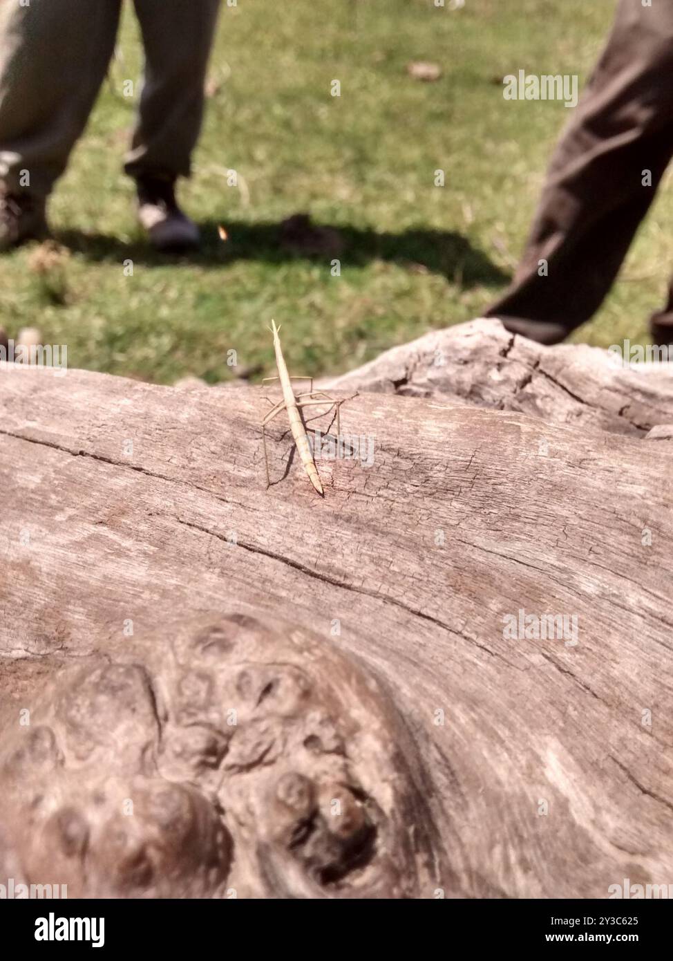 Neotropical Stick Grasshoppers (Proscopiidae) Insecta Stock Photo - Alamy