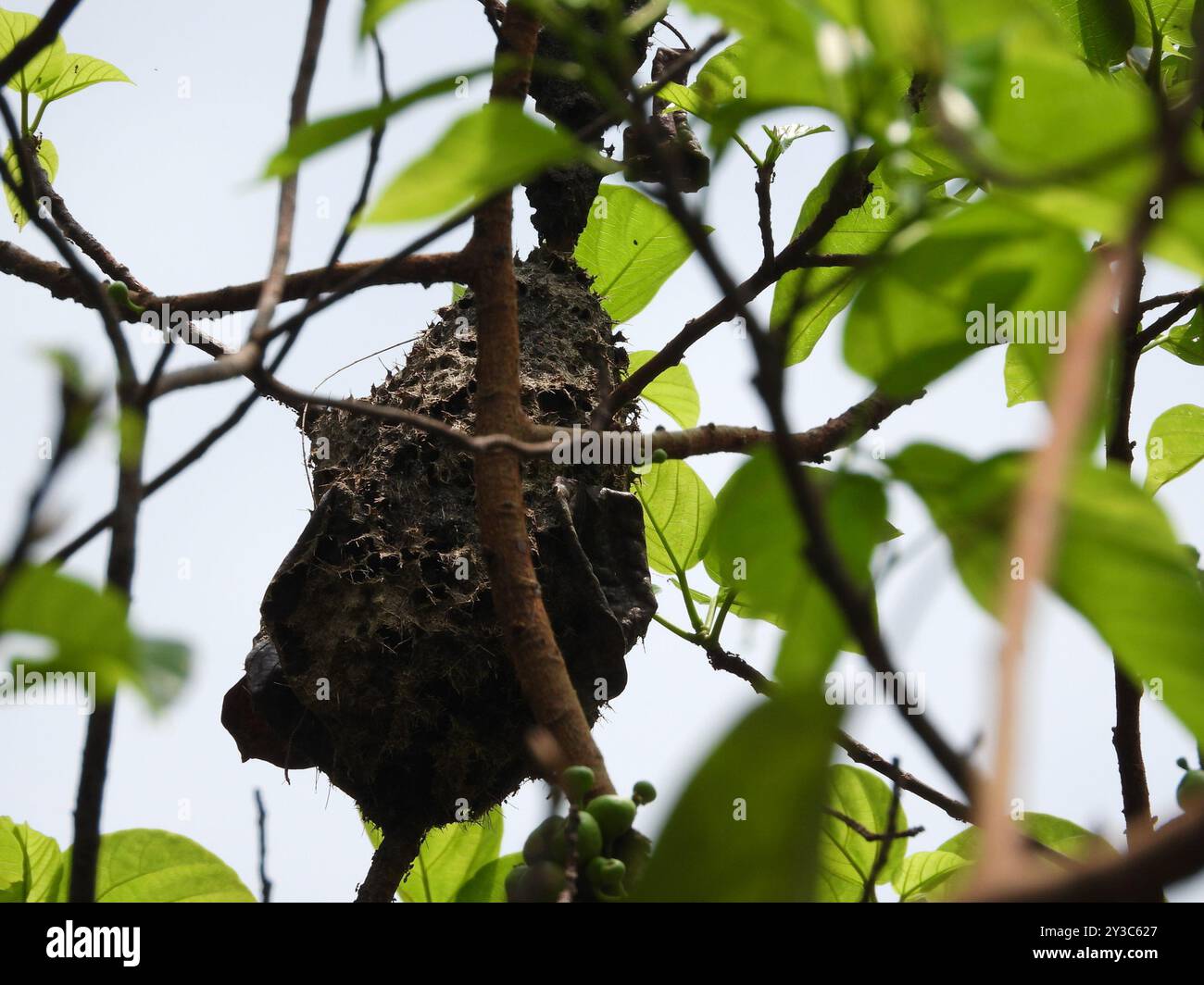 Acrobat Ants and Cocktail Ants (Crematogaster) Insecta Stock Photo - Alamy