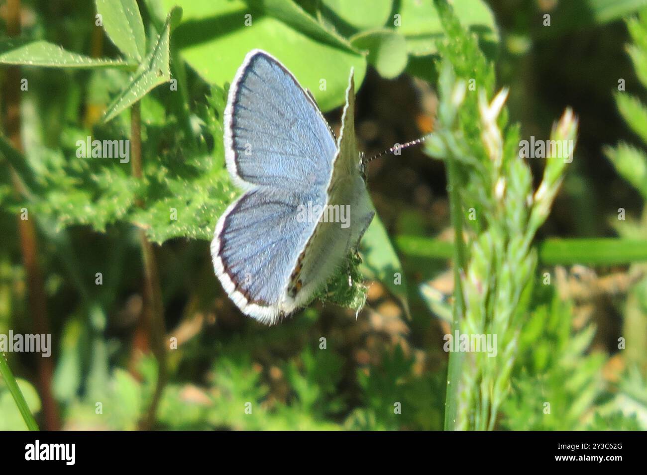 Northern Blue (Plebejus idas) Insecta Stock Photo - Alamy