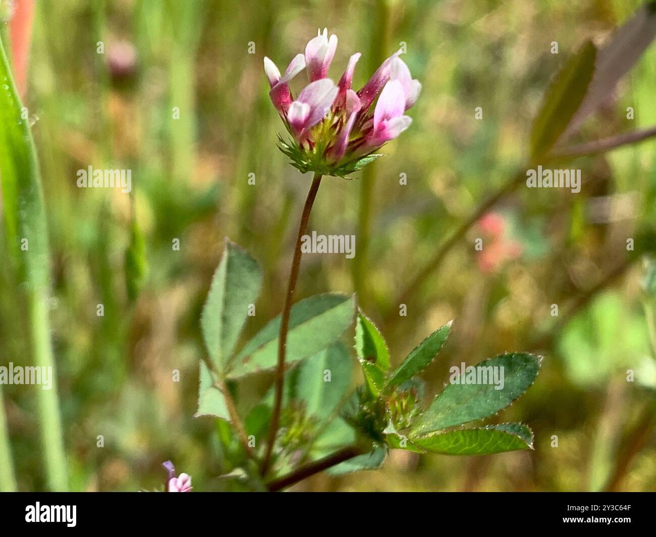 white-tipped clover (Trifolium variegatum) Plantae Stock Photo - Alamy