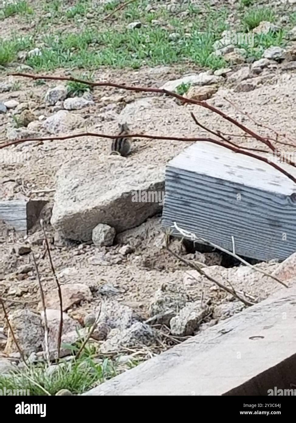 Least Chipmunk (Neotamias minimus) Mammalia Stock Photo - Alamy