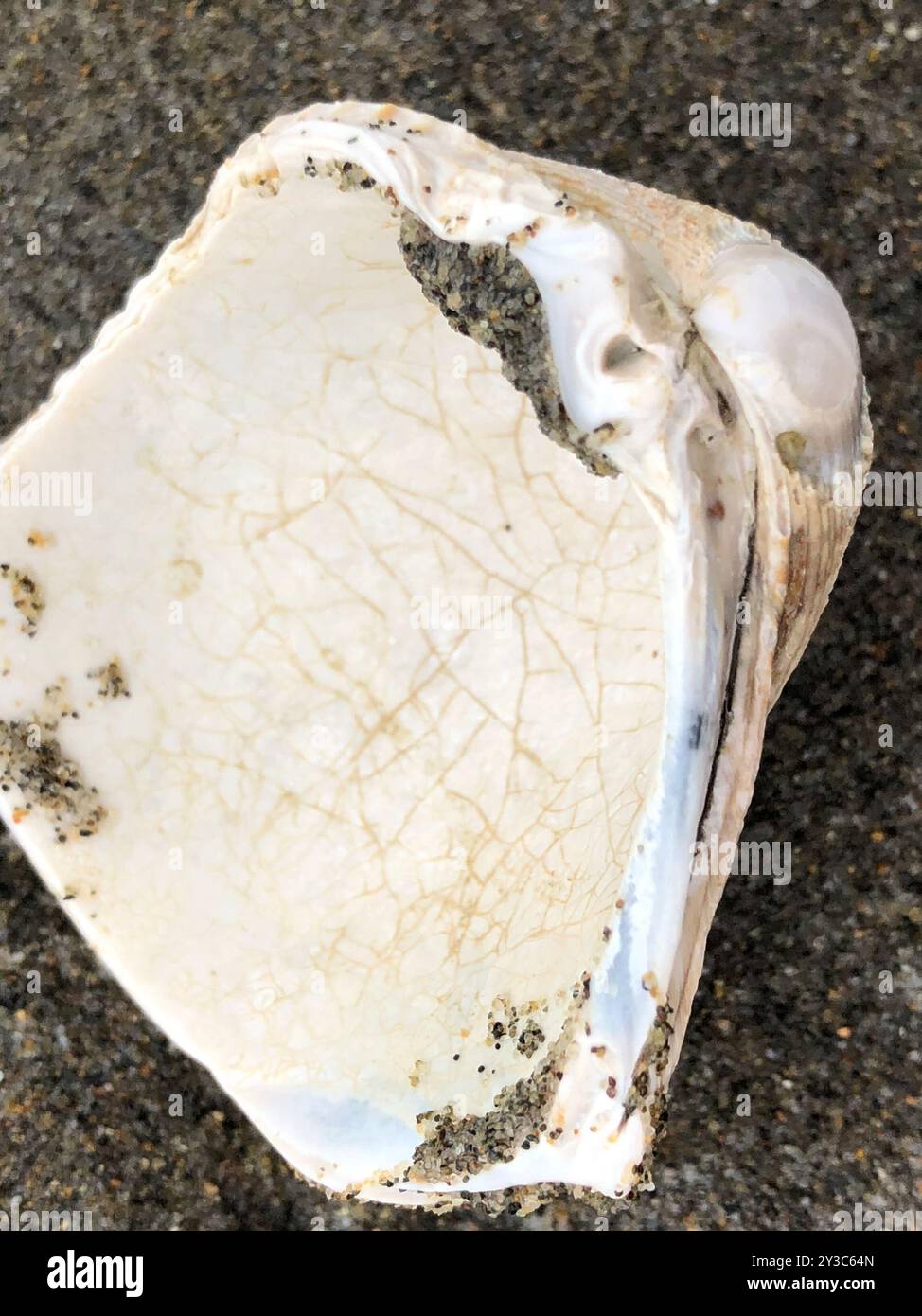 Nuttall's Cockle (Clinocardium nuttallii) Mollusca Stock Photo - Alamy