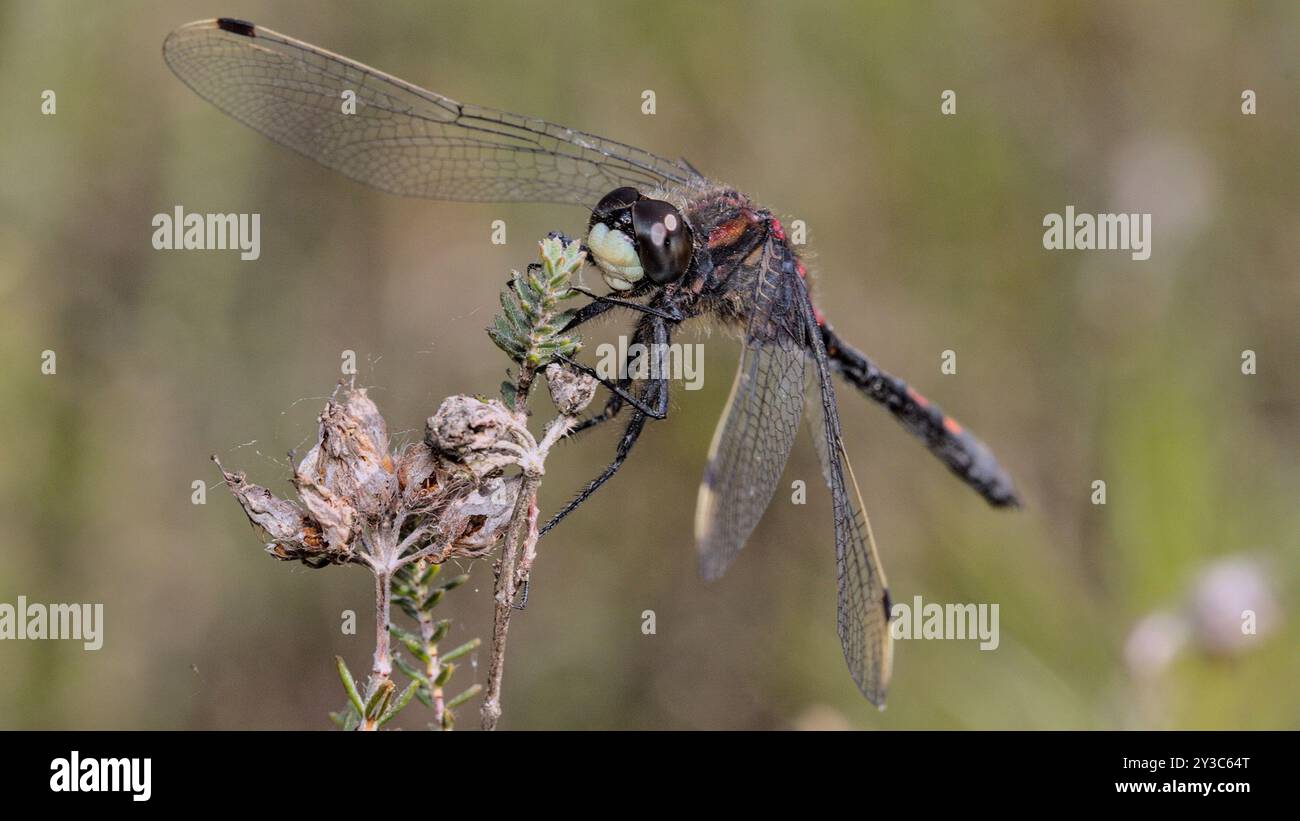 Small Whiteface (Leucorrhinia dubia) Insecta Stock Photo - Alamy