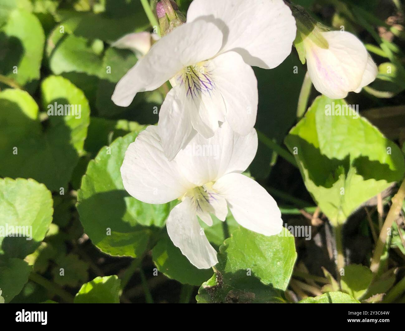 northern white violet (Viola minuscula) Plantae Stock Photo - Alamy
