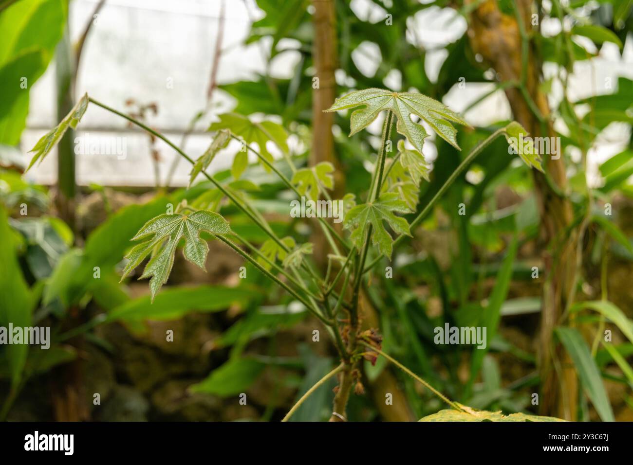 Zurich, Switzerland, March 9, 2024 Cola Caricifolia plant at the ...