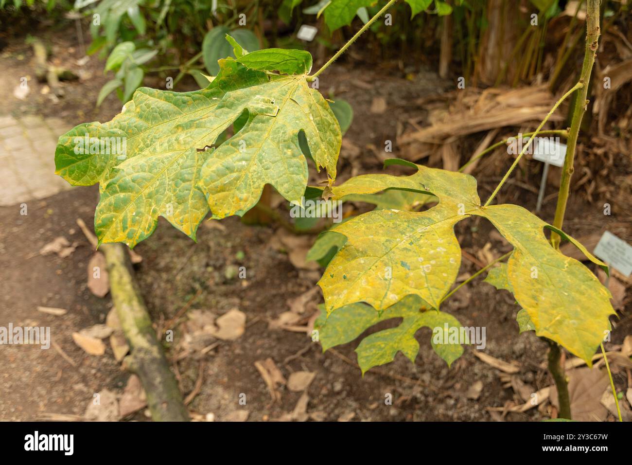 Cola caricifolia hi-res stock photography and images - Alamy