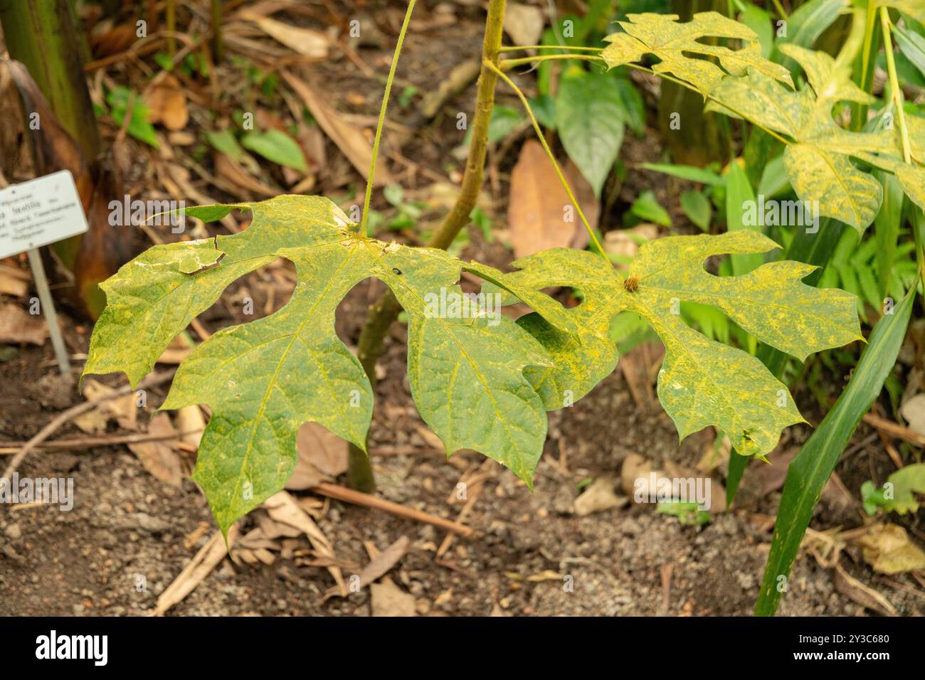 Zurich, Switzerland, March 9, 2024 Cola Caricifolia plant at the ...