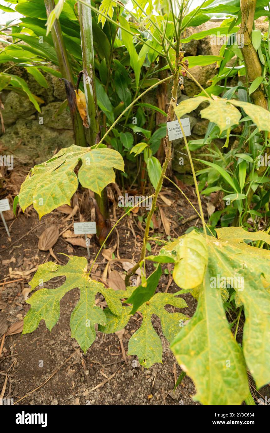 Zurich, Switzerland, March 9, 2024 Cola Caricifolia plant at the ...