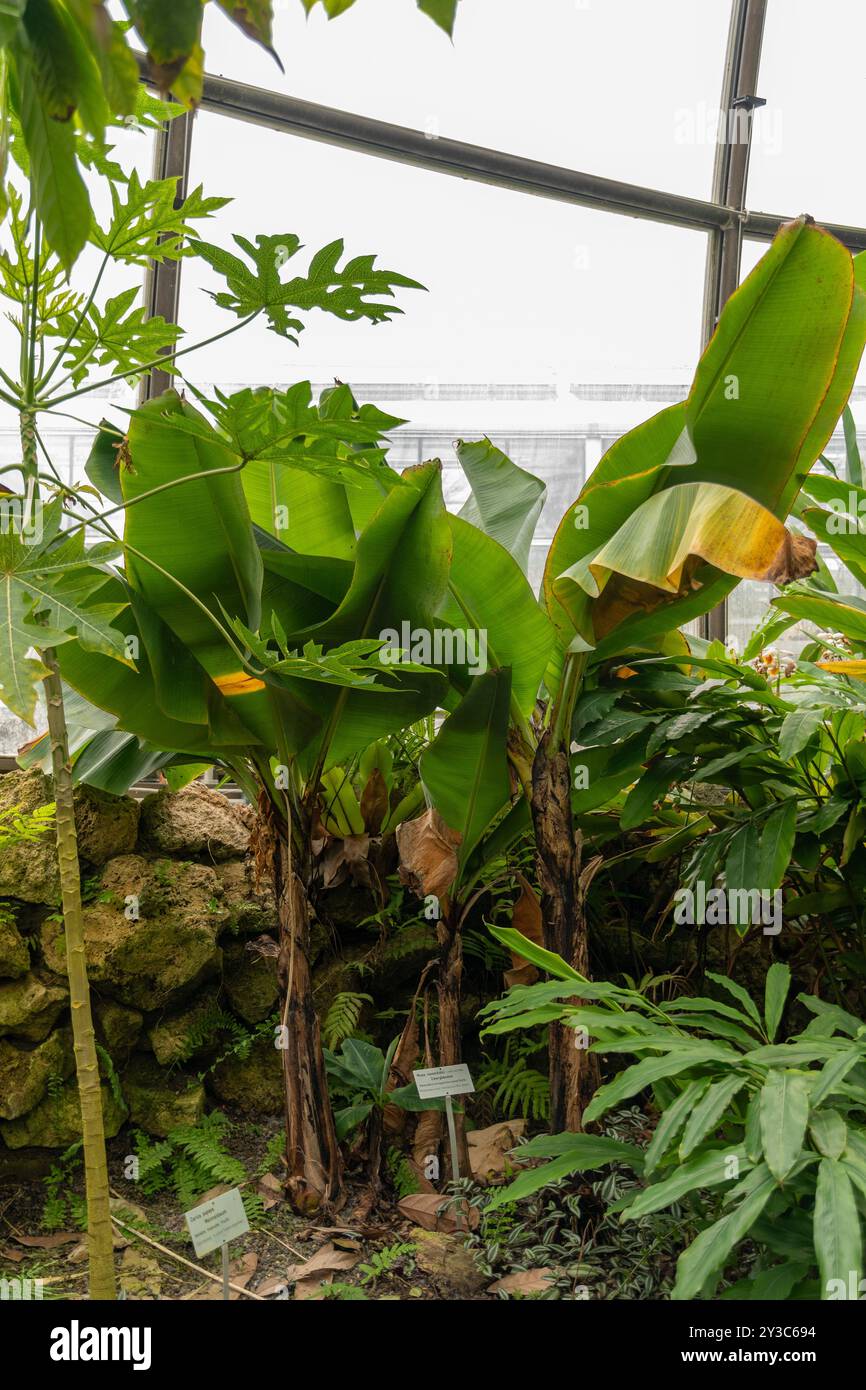 Zurich, Switzerland, March 9, 2024 Musa Cavendishii or cavendish banana ...