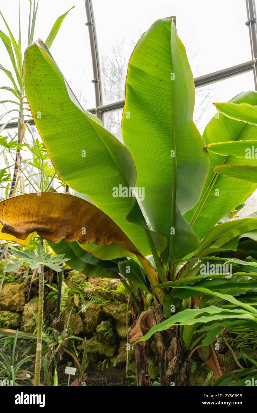 Zurich, Switzerland, March 9, 2024 Musa Cavendishii or cavendish banana ...