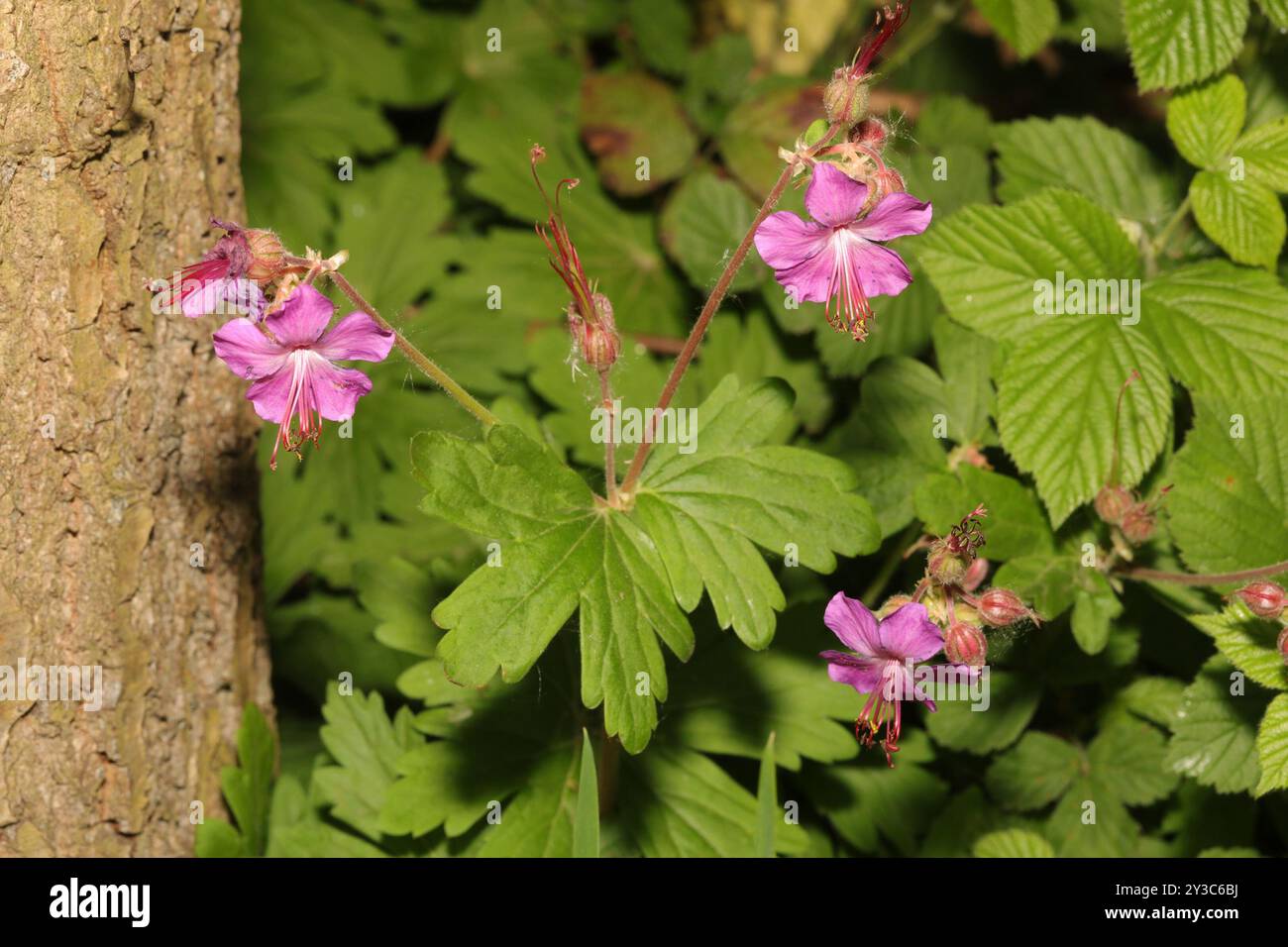Rock Crane's-bill (Geranium macrorrhizum) Plantae Stock Photo - Alamy