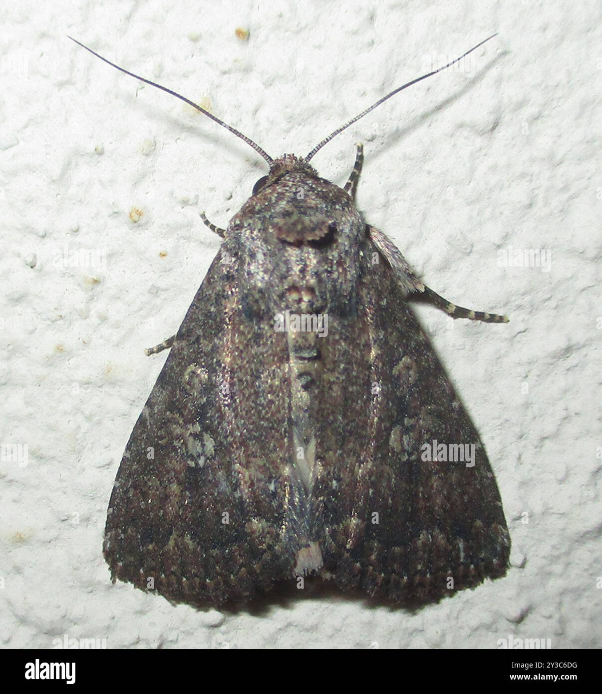 The African (Condica capensis) Insecta Stock Photo - Alamy