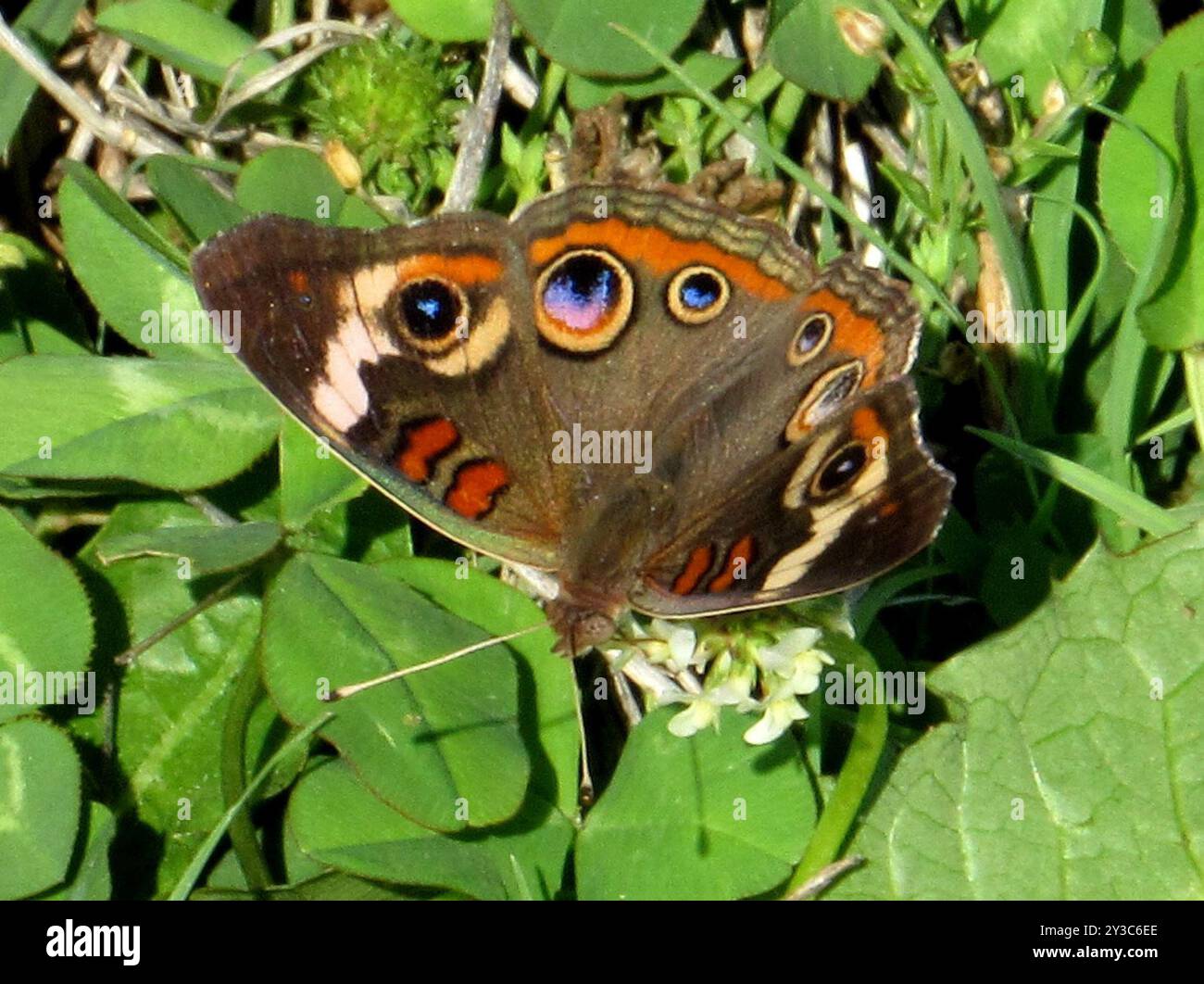 Common Buckeye (Junonia coenia) Insecta Stock Photo - Alamy