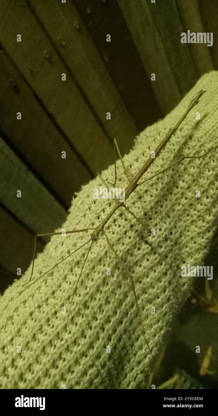 tessellated stick insect (Anchiale austrotessulata) Insecta Stock Photo ...
