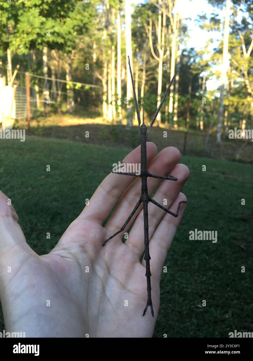 Titan Stick Insect (Acrophylla titan) Insecta Stock Photo - Alamy