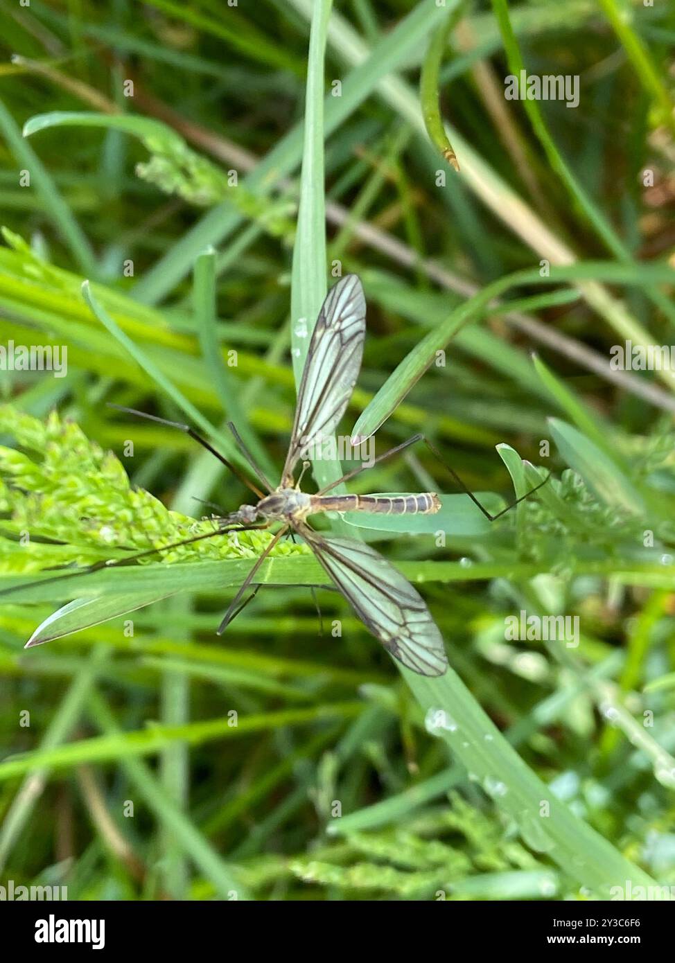 black-striped cranefly (Tipula vernalis) Insecta Stock Photo - Alamy