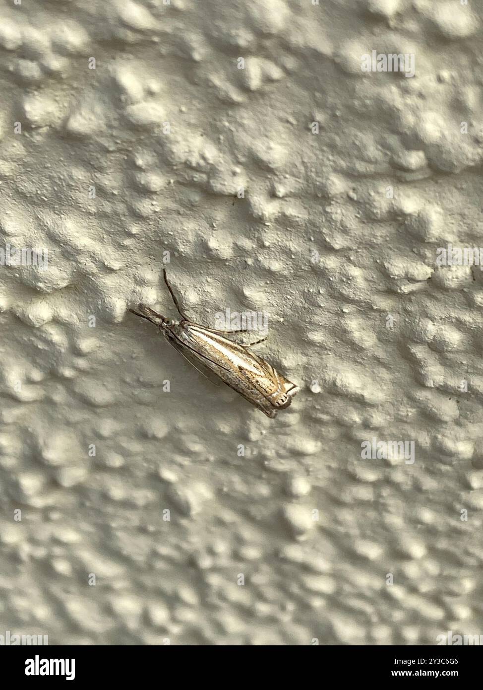 Hook-streaked Grass-veneer (Crambus lathoniellus) Insecta Stock Photo ...