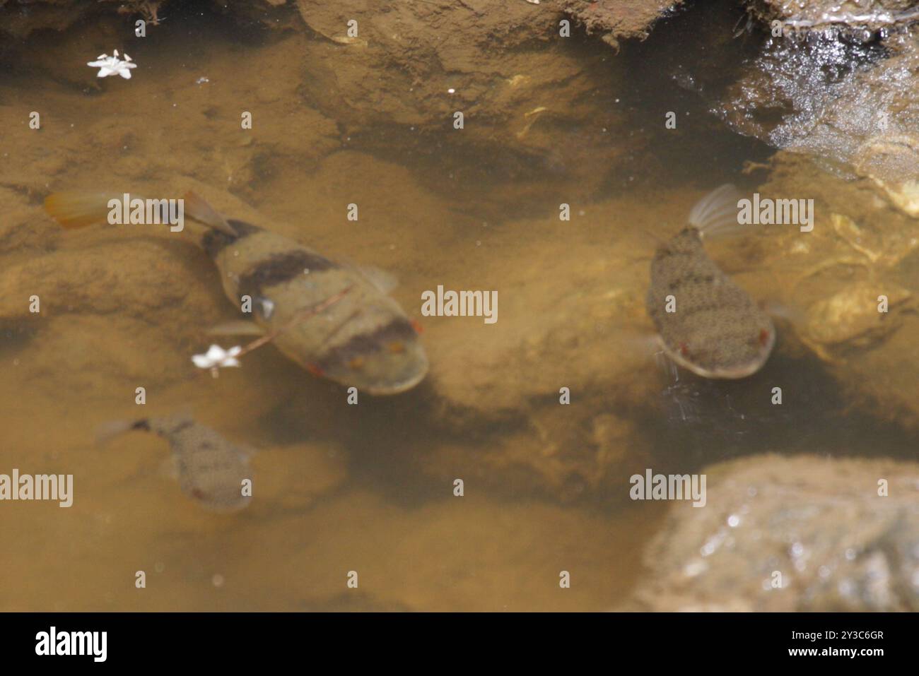 Common Toadfish (Tetractenos hamiltoni) Actinopterygii Stock Photo - Alamy