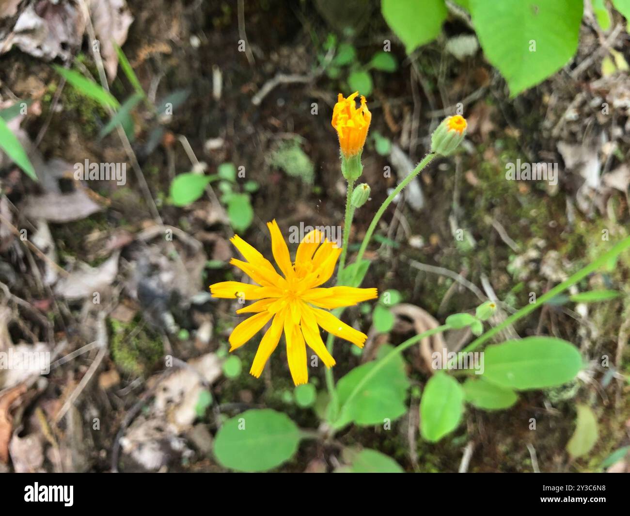 Two-flower Dwarf-dandelion (Krigia biflora) Plantae Stock Photo - Alamy