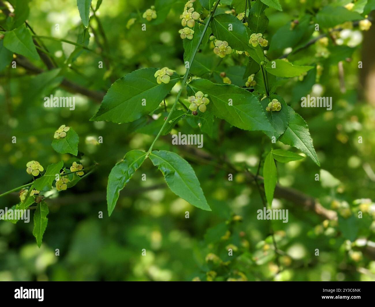 strawberry bush (Euonymus americanus) Plantae Stock Photo - Alamy