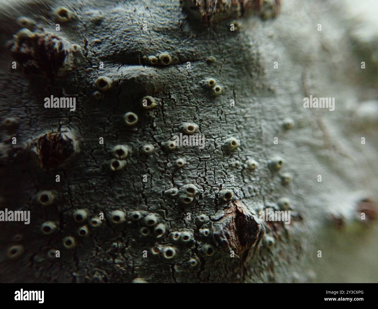 Bark Barnacles (Thelotrema lepadinum) Fungi Stock Photo - Alamy