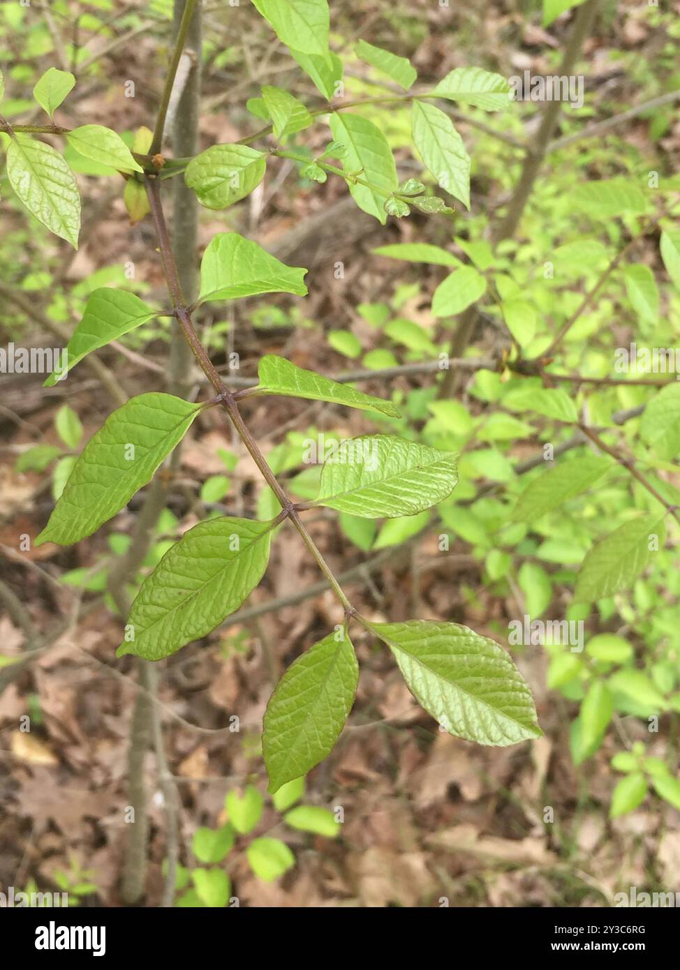 blue ash (Fraxinus quadrangulata) Plantae Stock Photo - Alamy