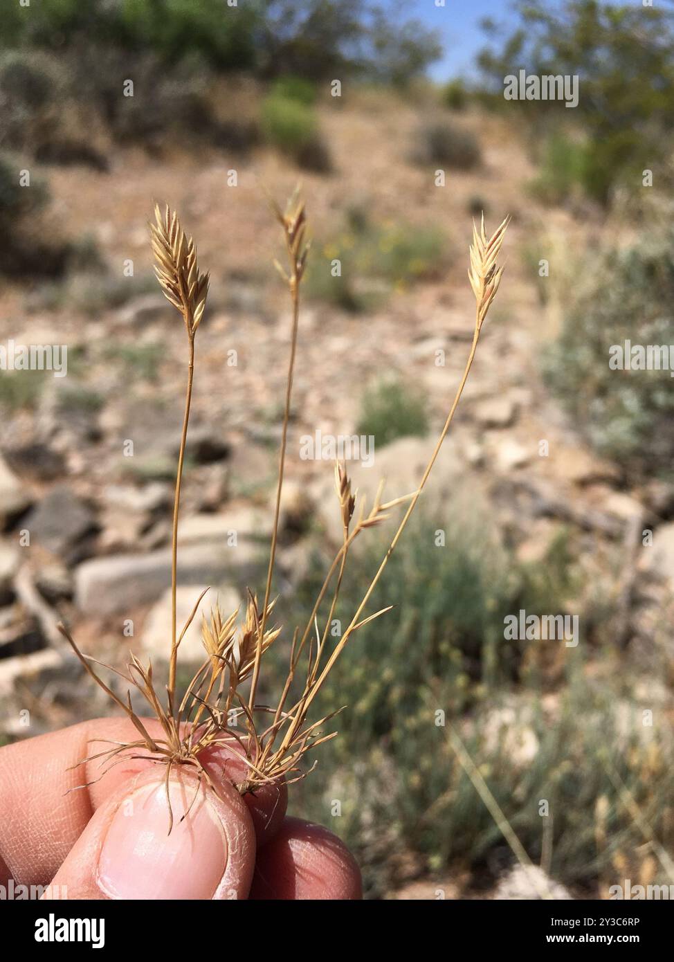 Sixweeks Fescue (Vulpia octoflora) Plantae Stock Photo - Alamy