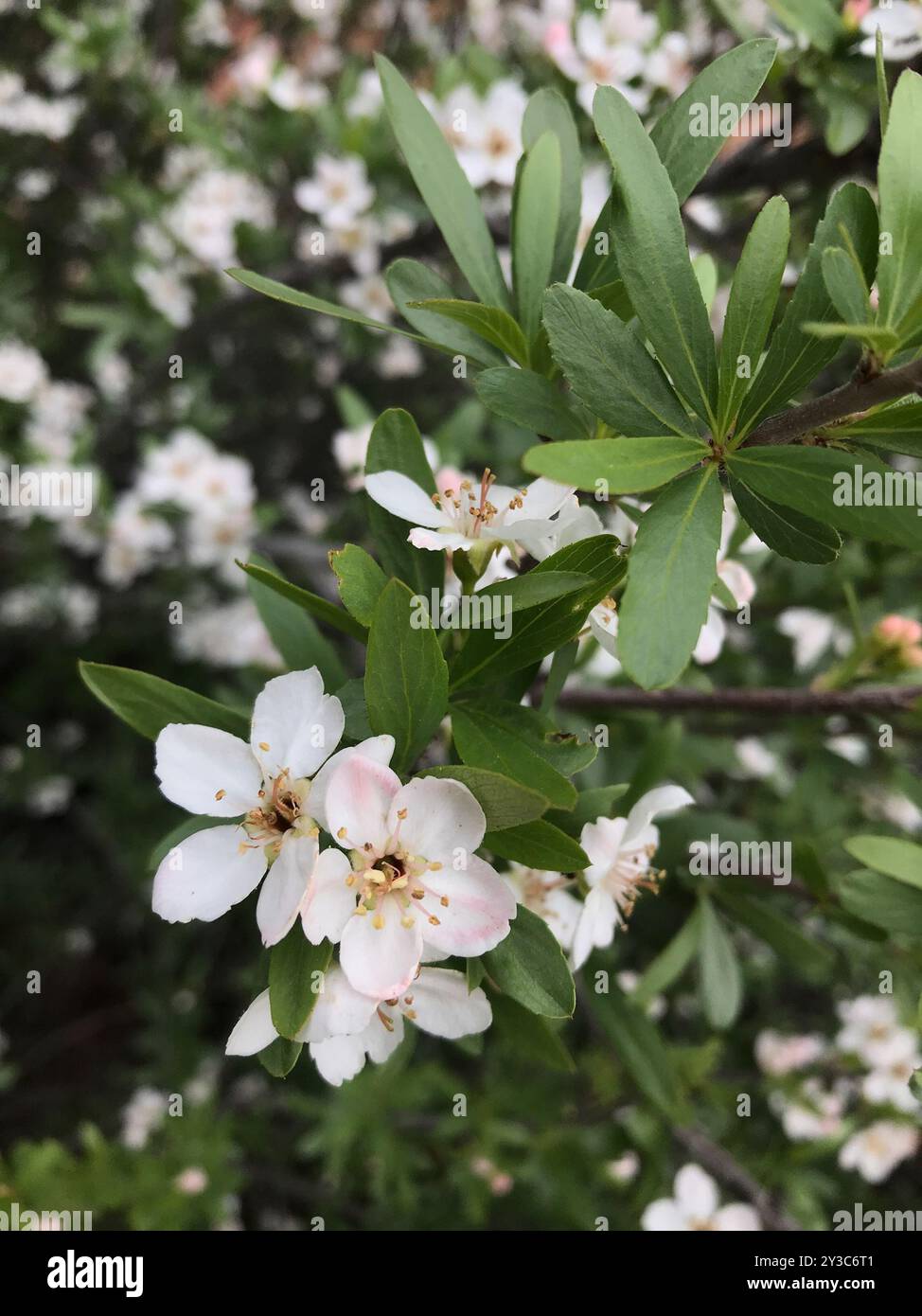 rose family (Rosaceae) Plantae Stock Photo - Alamy