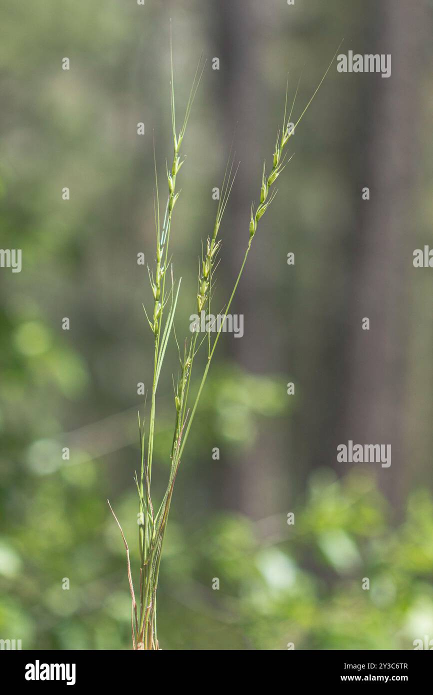 jointed goat grass (Aegilops cylindrica) Plantae Stock Photo - Alamy