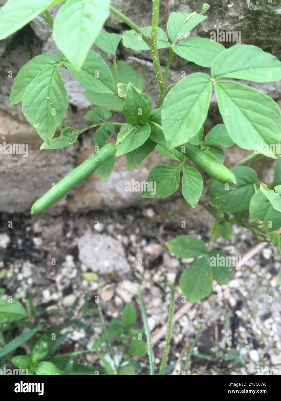 Asian spiderflower (Cleome viscosa) Plantae Stock Photo - Alamy