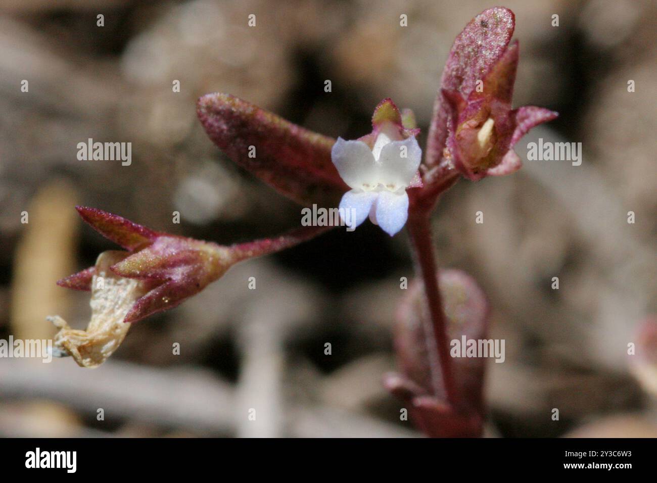 small-flowered blue-eyed mary (Collinsia parviflora) Plantae Stock ...