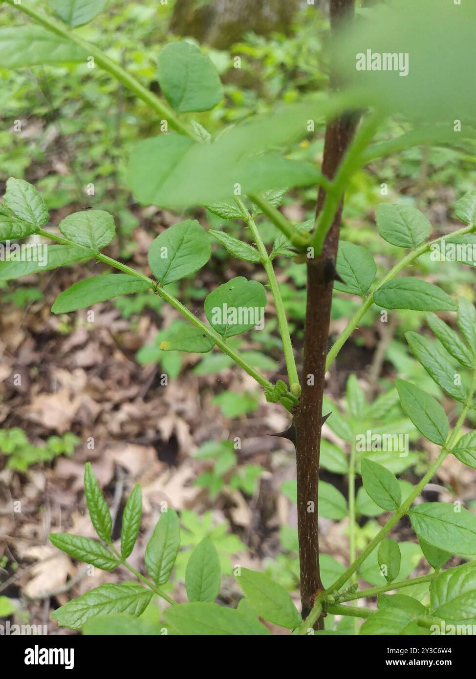 common prickly ash (Zanthoxylum americanum) Plantae Stock Photo - Alamy