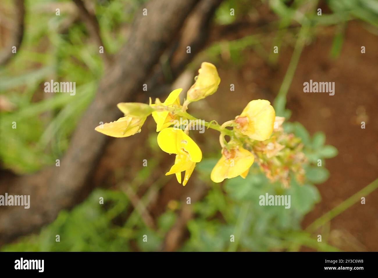 Round Pod Rattle Bush (Crotalaria globifera) Plantae Stock Photo - Alamy