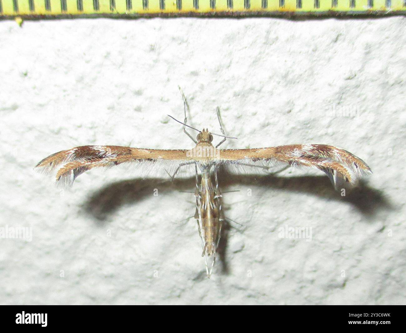 Spiderling Plume Moth (Megalorhipida leucodactylus) Insecta Stock Photo ...