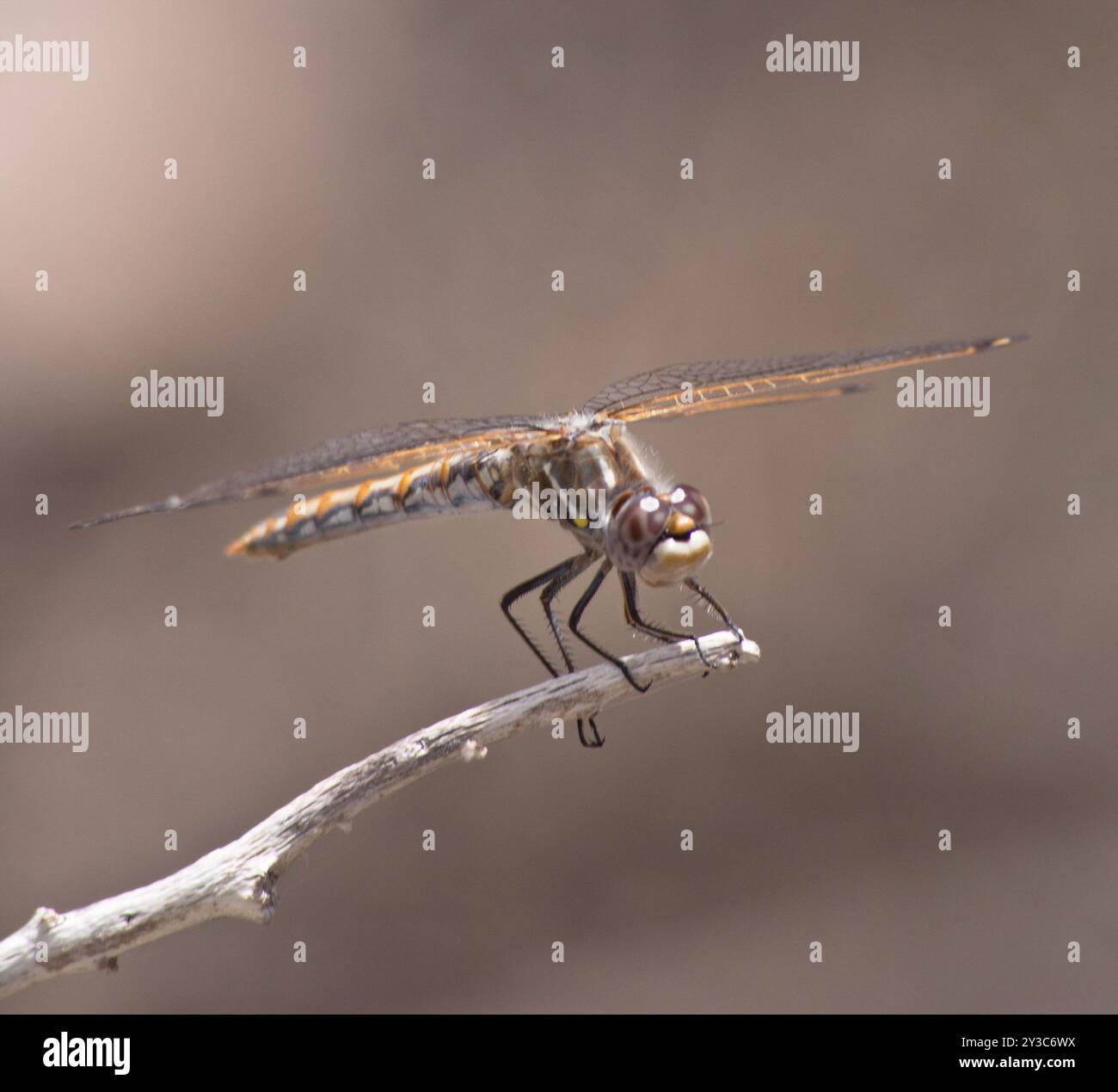 Variegated Meadowhawk (Sympetrum corruptum) Insecta Stock Photo - Alamy