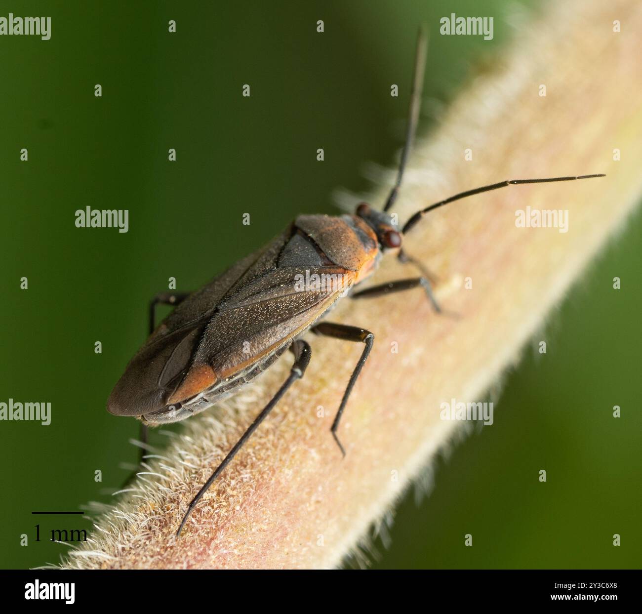Scarlet Plant Bugs (Lopidea) Insecta Stock Photo - Alamy