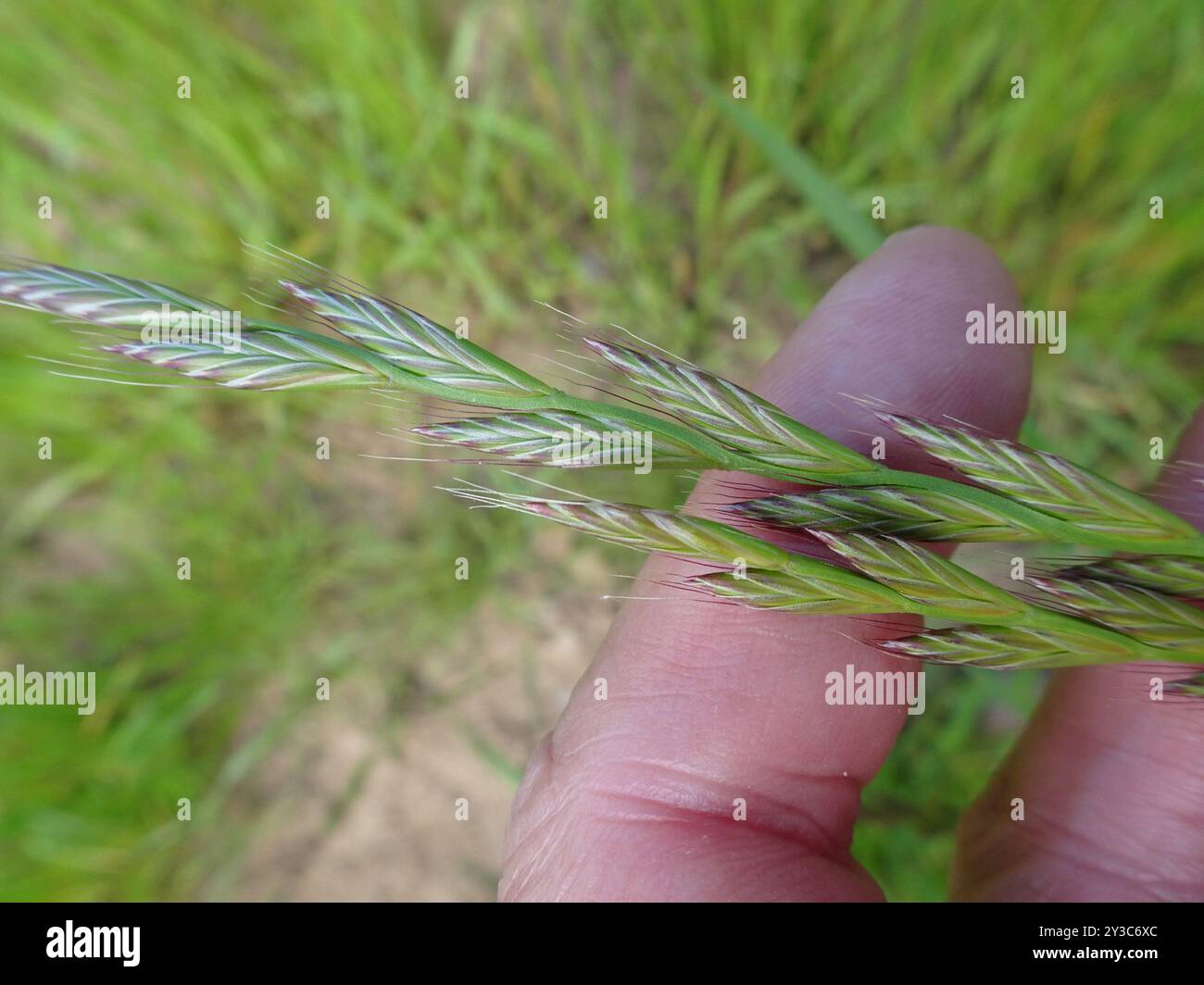 Italian Ryegrass (Lolium multiflorum) Plantae Stock Photo - Alamy