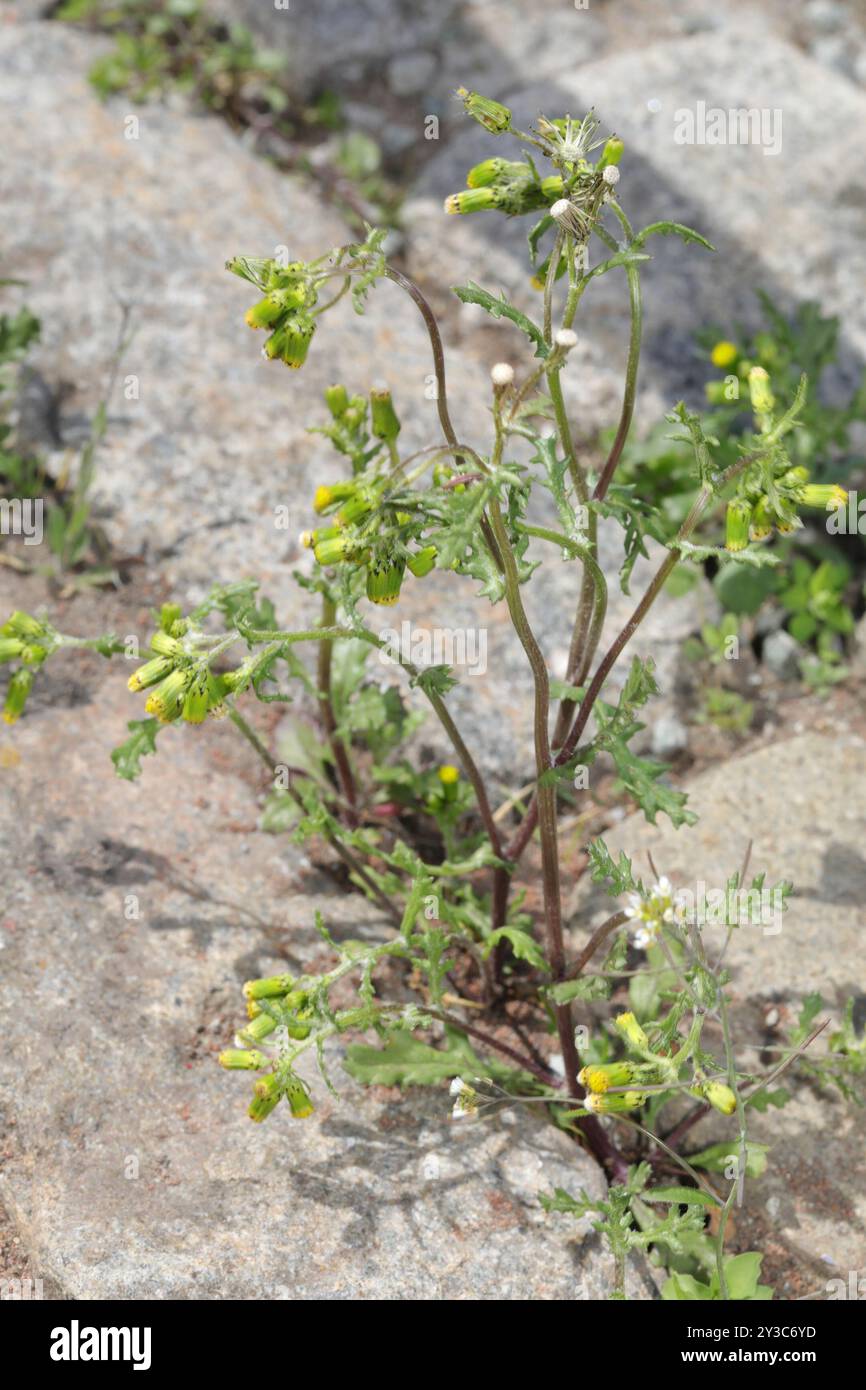 common groundsel (Senecio vulgaris) Plantae Stock Photo - Alamy
