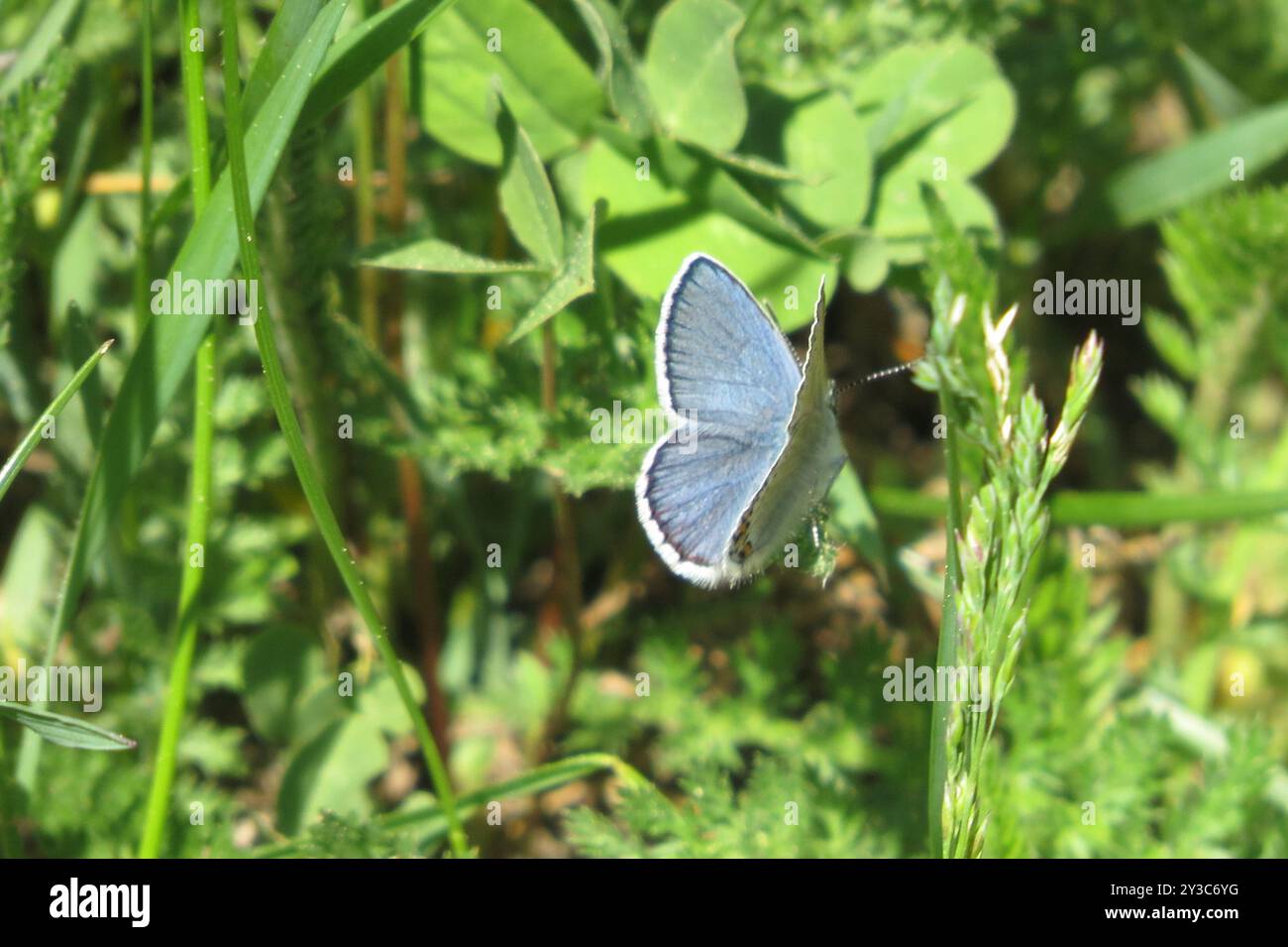 Northern Blue (Plebejus idas) Insecta Stock Photo - Alamy