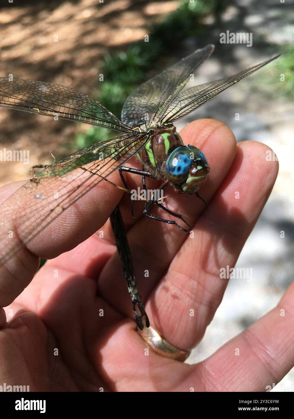Swamp Darner (Epiaeschna heros) Insecta Stock Photo - Alamy