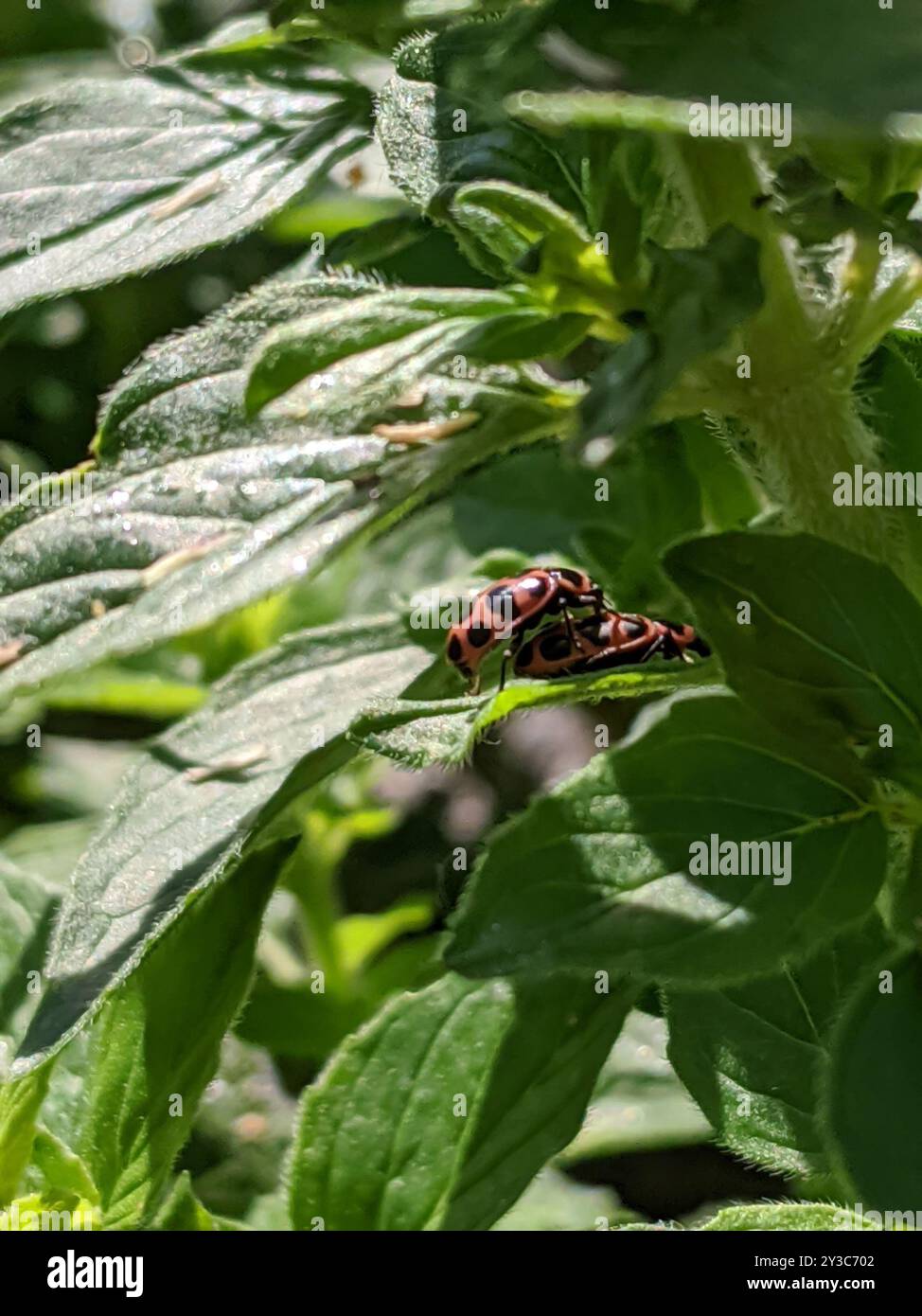 Spotted Pink Lady Beetle (Coleomegilla maculata) Insecta Stock Photo ...